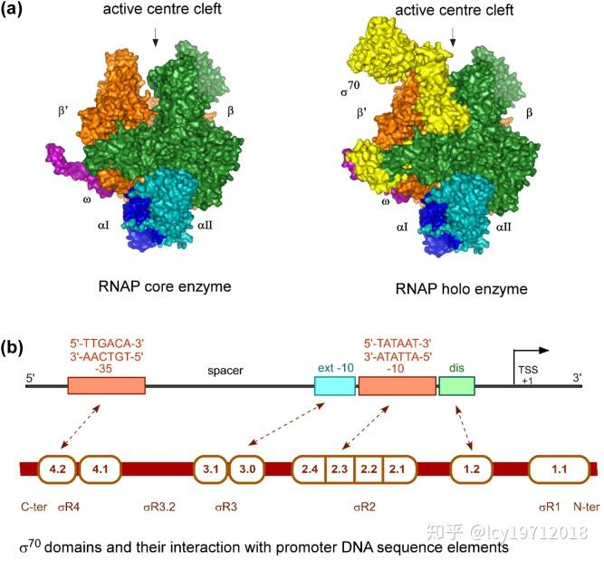 原核生物的启动子与转录起始过程 - 知乎