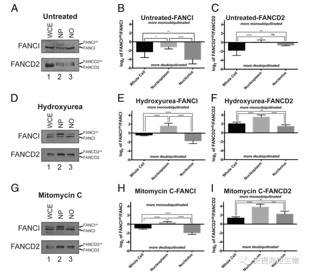 FA蛋白FANCI在核糖体的生物合成中发挥作用 - 知乎