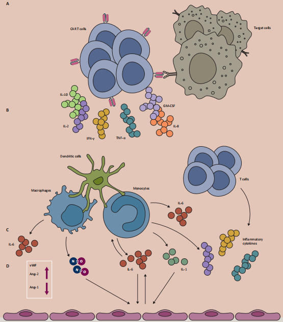 细胞治疗临床检测解决方案——PK/PD篇 - 知乎