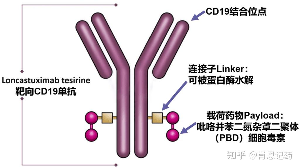 记住所有FDA生物药 | CD19 ADC | Loncastuximab tesirine | 弥漫大B细胞淋巴瘤 - 知乎