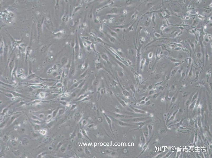细胞学堂 | 如何解决bEnd.3细胞形态变化、难消化 - 知乎