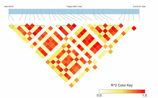LDblock绘制连锁不平衡和单体型图 - 知乎