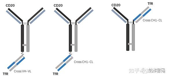 双特异抗体系列之--TfR - 知乎
