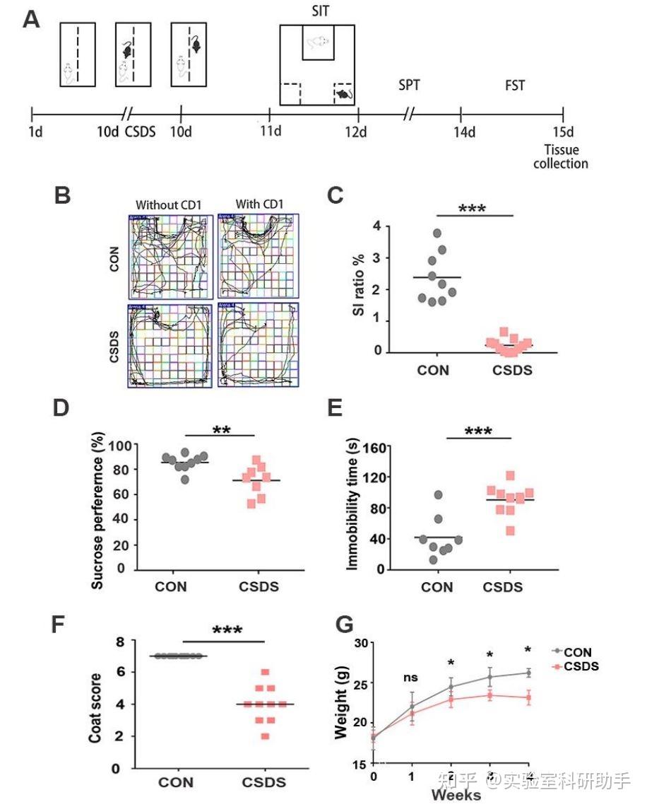 啮齿动物慢性社交挫败应激模型（CSDS）建立与评估 - 知乎