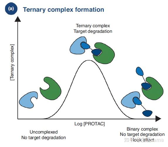 钩子效应（Hook effect）和三元复合物：PROTAC、双抗等 - 知乎