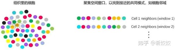 Akoya CODEX单细胞空间蛋白组学助力邻域水平上细胞的空间表型分析 - 知乎