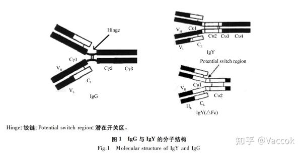 关于卵黄免疫球蛋白（IgY）基本结构与应用的前沿研究 - 知乎