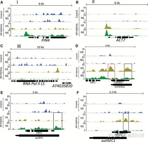 易基因：ChIP-seq等揭示热休克转录因子A1b调控植物高温胁迫响应的分子机制｜应激反应 - 知乎
