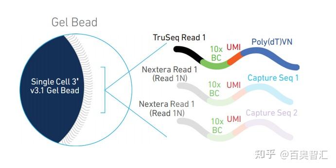 单细胞转录组+表面蛋白测序技术（CITE-seq）全流程解析 - 知乎