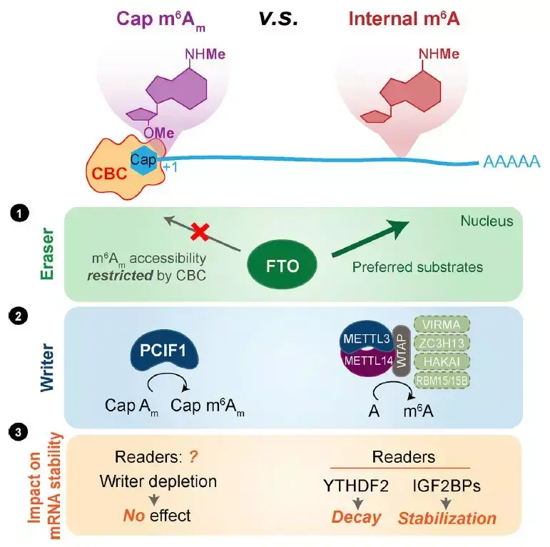 『珍藏版』Mol Cell综述 | m6A背景依赖性功能的实现 - 知乎