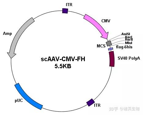 腺相关病毒包装‖双链AAV（scAAV）助你更快更高效地表达目的基因！ - 知乎