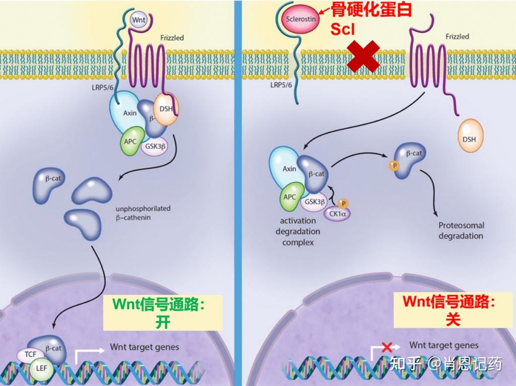记住骨硬化蛋白Scl拮抗剂 | Romosozumab 洛莫索珠单抗 | 治疗绝经后妇女骨质疏松症 - 知乎