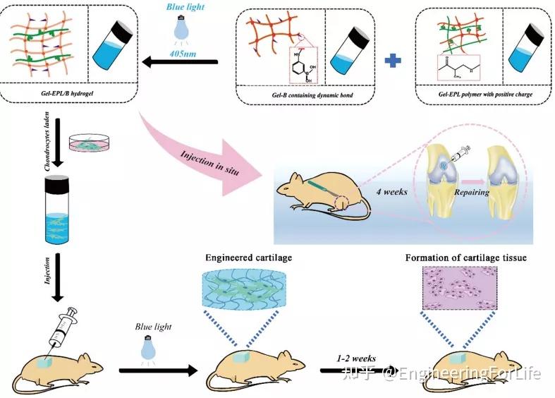 基于GelMA的可注射光固化水凝胶用于软骨组织再生 - 知乎