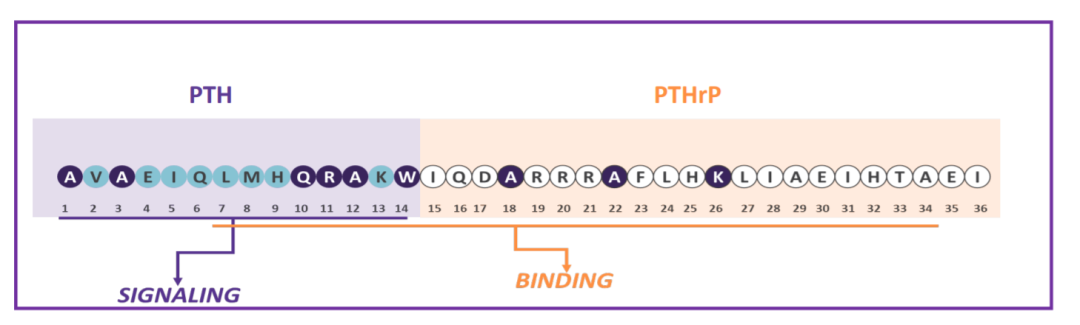 快讯 | Amolyt治疗性肽AZP-3601 Ⅱa期临床第2队列结果积极 - 知乎