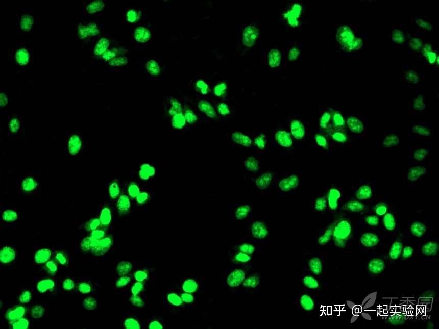 这些基础的细胞实验你要知道 - 知乎