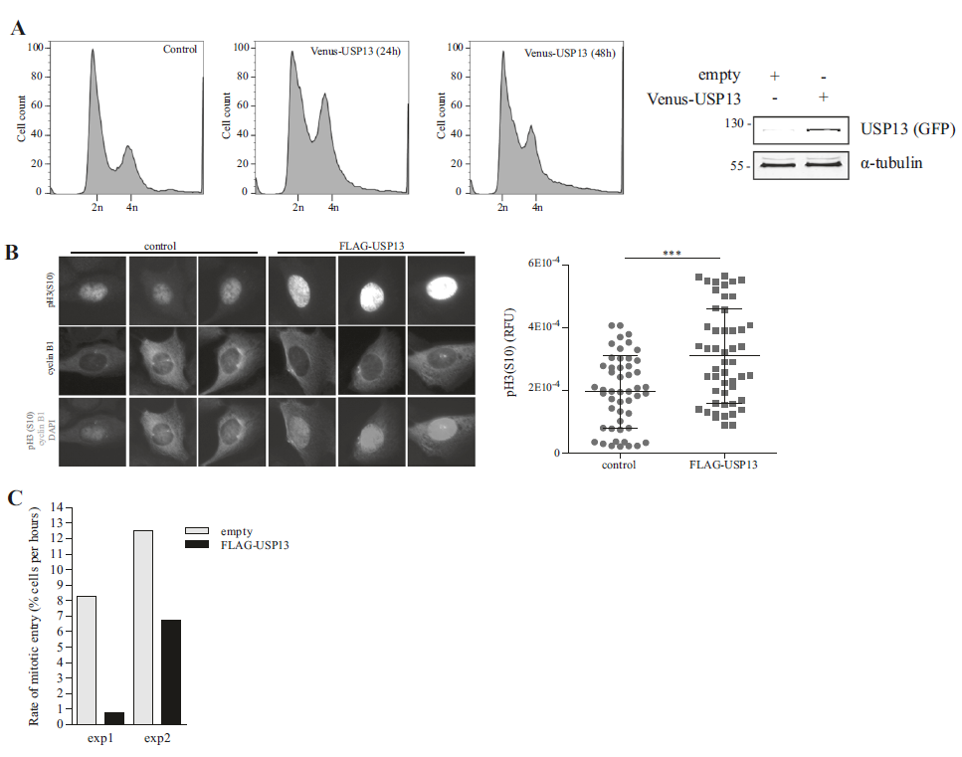 USP13控制Aurora B的稳定性影响整个细胞周期的进程 - 知乎