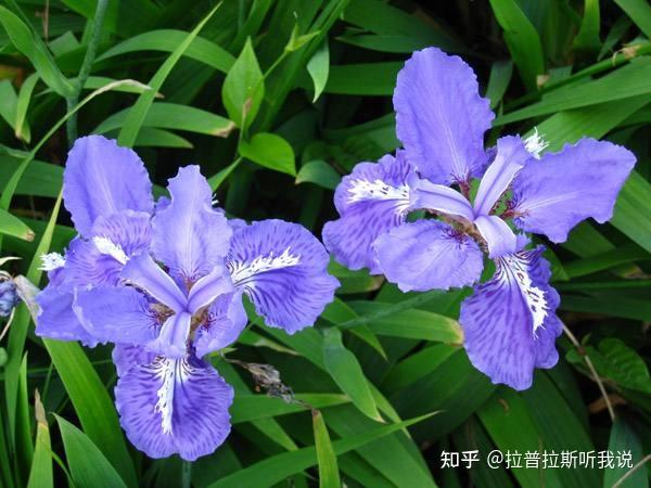 sklearn机器学习实战入门之——iris数据集分析与可视化 - 知乎