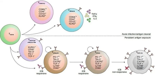 Nat Metab综述丨免疫战场上的衰兵——衰竭T细胞 - 知乎