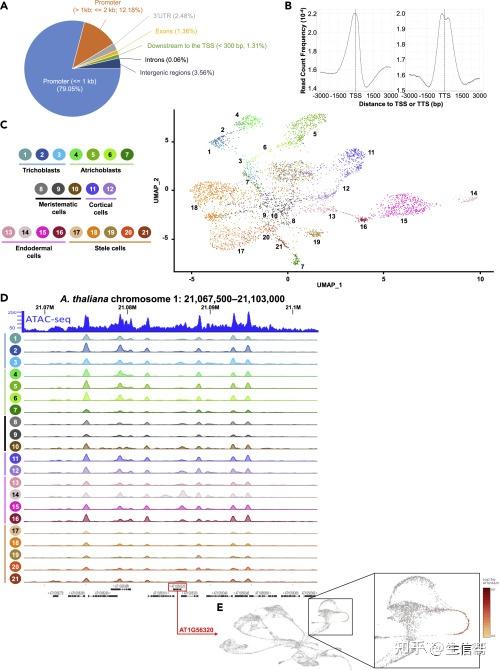 MP|snRNA-seq和snATAC揭示了拟南芥根中染色质可及性对基因表达的影响 - 知乎