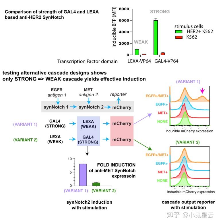 Science: CAR-T细胞逻辑门的实现-synNotch - 知乎