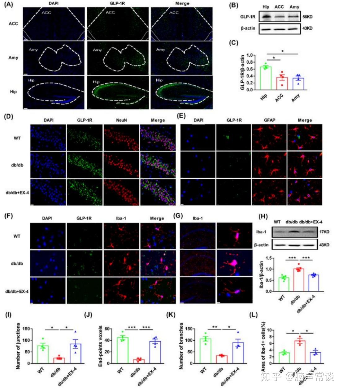 第四军医大学药学系刘水冰与马雪课题组揭示GLP-1受体通过调控小胶质细胞线粒体自噬缓解糖尿病小鼠抑郁样行为 - 知乎