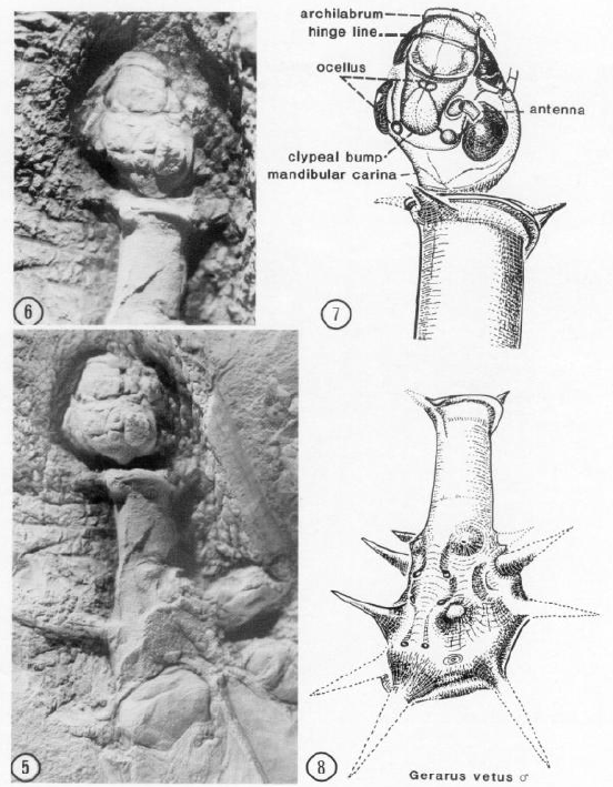 【地球演义】六足传奇7：蝗食蜩饮 - 知乎