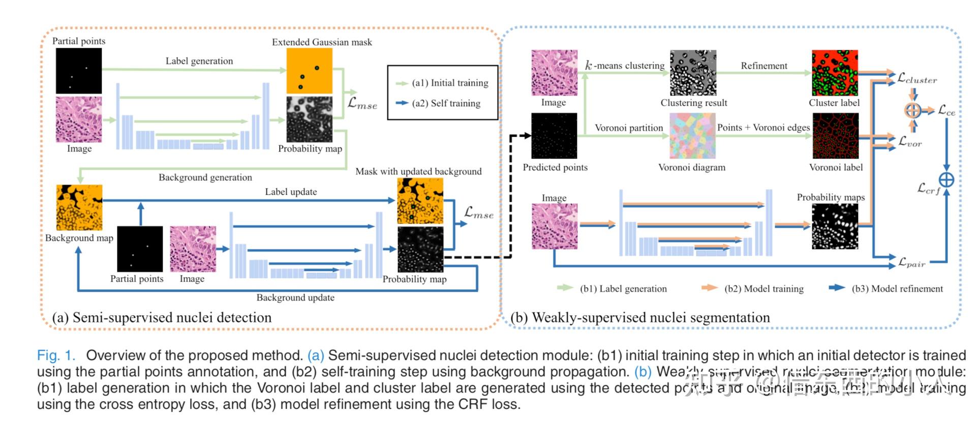 弱监督细胞核分割：《Weakly Supervised Deep Nuclei Segmentation Using Partial Points Annotation……》 - 知乎