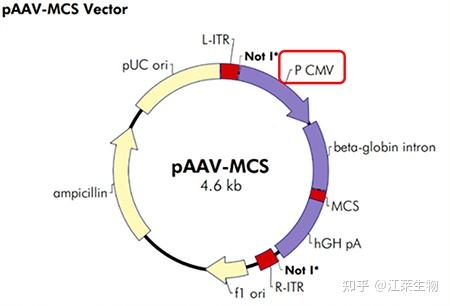 如何看懂文献里那些图——质粒图谱(Plasmid Profile) - 知乎