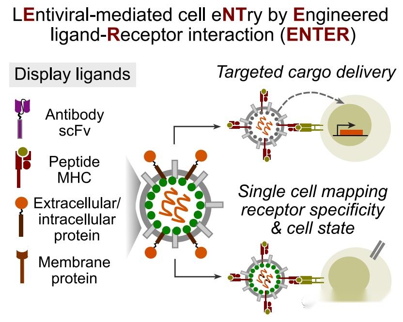 ENTER系统：深度解析细胞受体与配体的识别规律 - 知乎