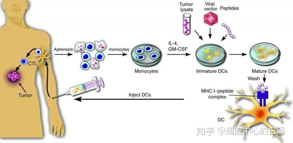 免疫系统的指挥家——DC细胞 - 知乎