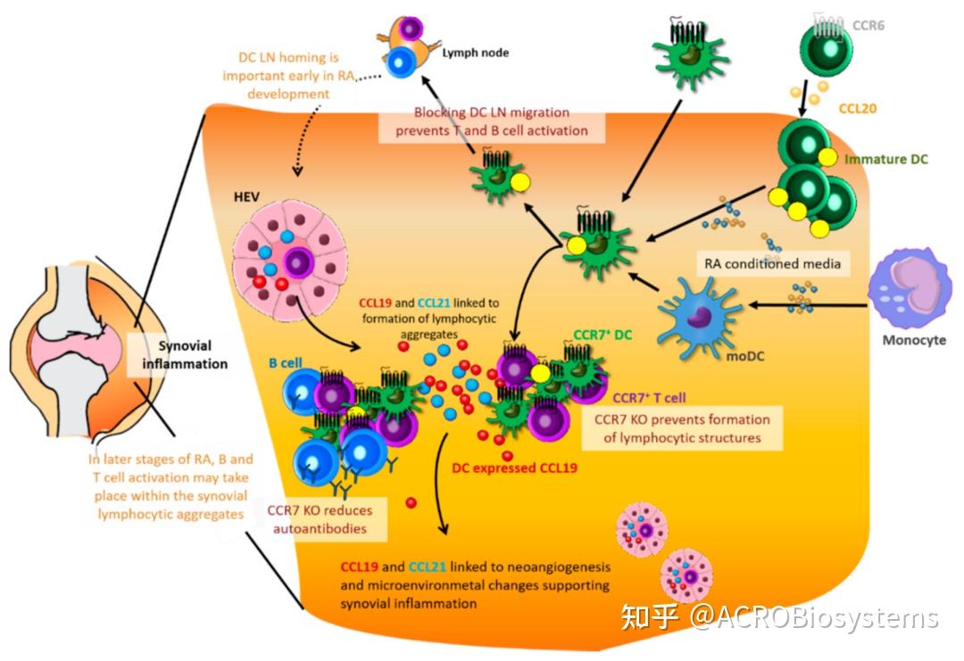 “全长新秀” CCR7 - 知乎