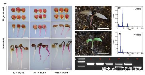 PBJ：作物通用型、高效可视化单倍体鉴别系统—RUBY - 知乎