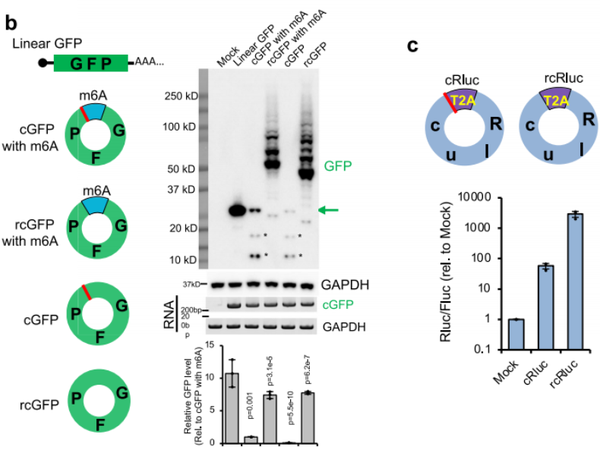 中科院团队发现环RNA中存在驱动翻译的短序列元件，全新机理或将环RNA作为新一代mRNA应用进行转化 - 知乎