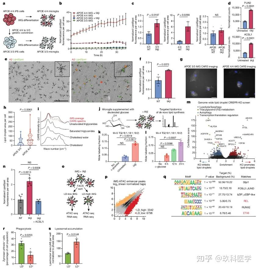 Nature︱APOE4/4与阿尔茨海默症小胶质细胞损伤性脂滴的关系 - 知乎