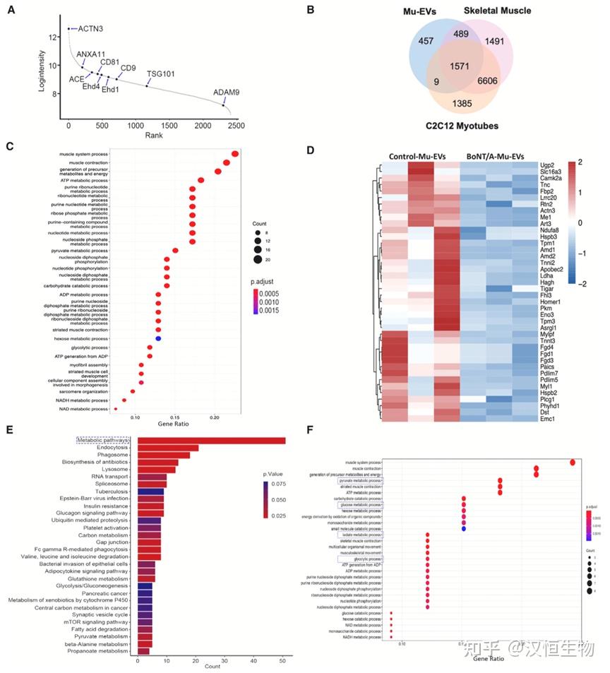 Cell Metabolism丨BMSC刺激骨形成的重要作用机制 - 知乎