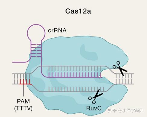 基因编辑技术发展历程—着重于CRISPR技术中CRISPR-Cas9与CRISPR-Cas12a的介绍 - 知乎