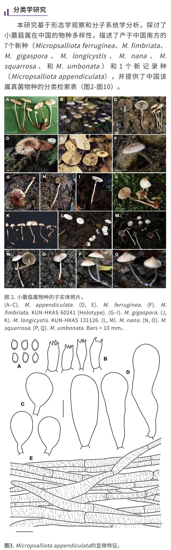 Mycology | 中国南方发现小蘑菇属（Micropsalliota）七个新种和一个中国新记录种 - 知乎