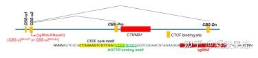 文献阅读随记：Mol Cell-2022-lncRNA+R-loop+CTCF+AML - 知乎