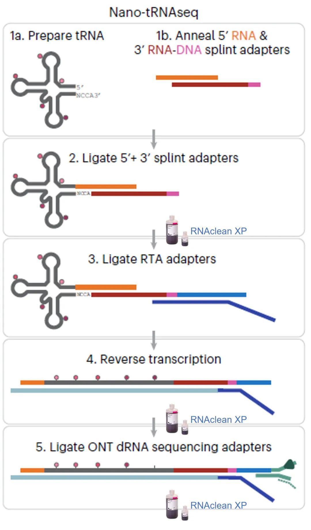 SPRI经典磁珠｜逆转录/体外转录/RNA-Seq纯化方案 - 知乎
