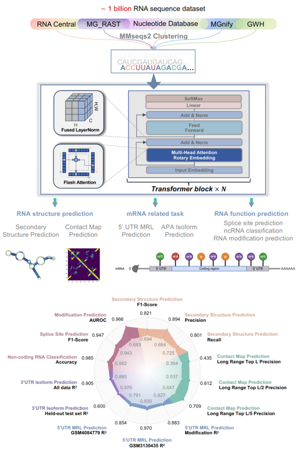 深势科技Uni-RNA预训练模型开启AI for核酸研究新时代 - 知乎