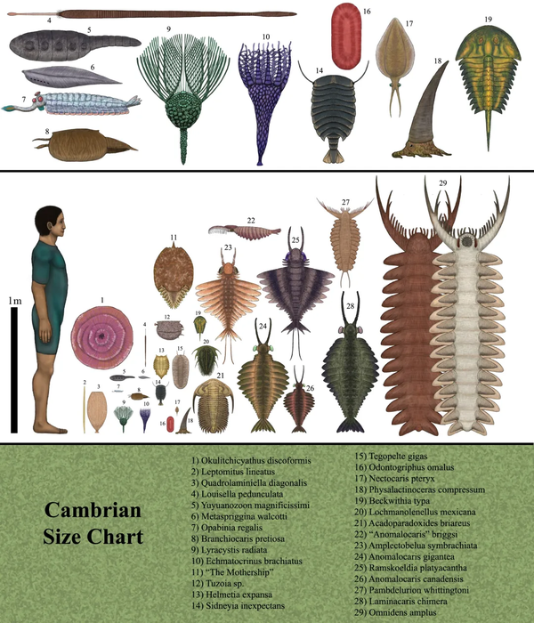 破晓时分，黎明的曙光——寒武纪 - 知乎