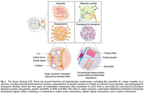 【文献导读】-人类健康和疾病中的液液相分离 - 知乎