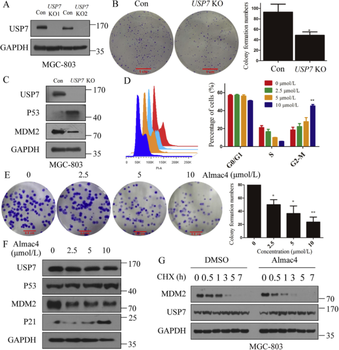 降低USP7活性是下调PD-L1并使胃癌细胞对T细胞杀伤敏感的替代策略 - 知乎