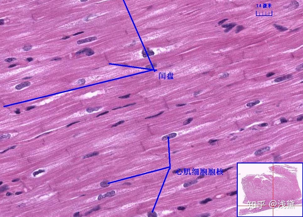 医学生组胚实验考试复习切片（库存更新完毕，后续根据需求更新） - 知乎