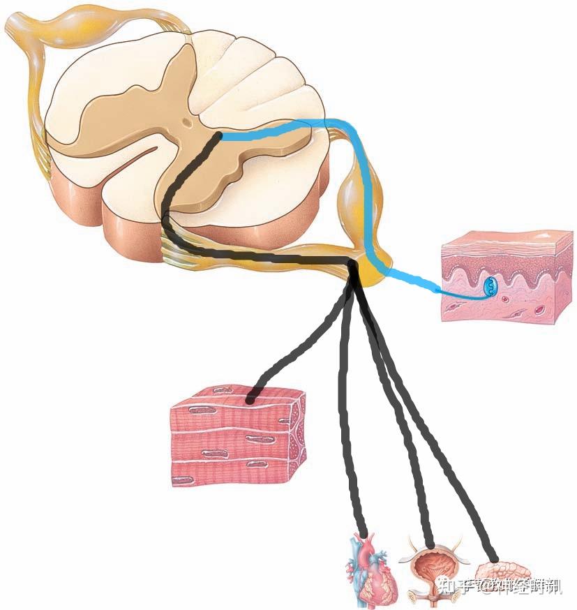 中枢神经系统和周围神经系统的区别？ - 知乎