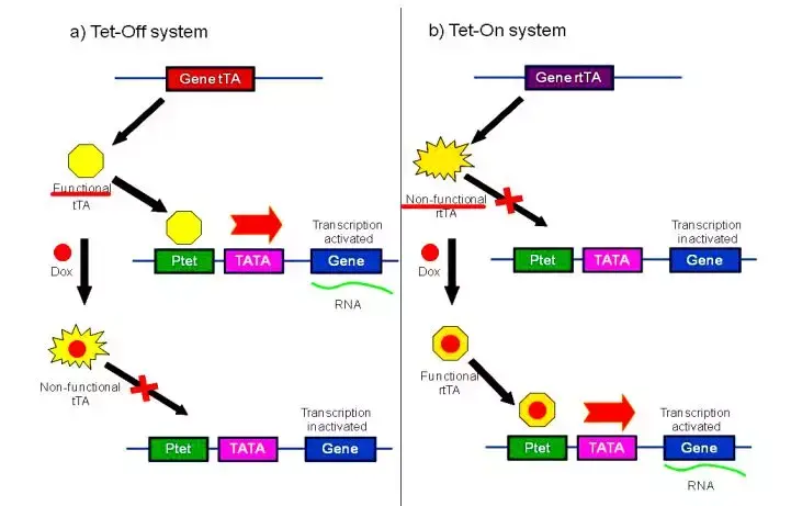 【干货】诱导型条件性基因敲除介绍 - 知乎