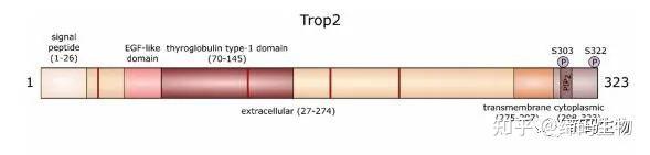 肿瘤免疫靶点 | TROP2 - 知乎