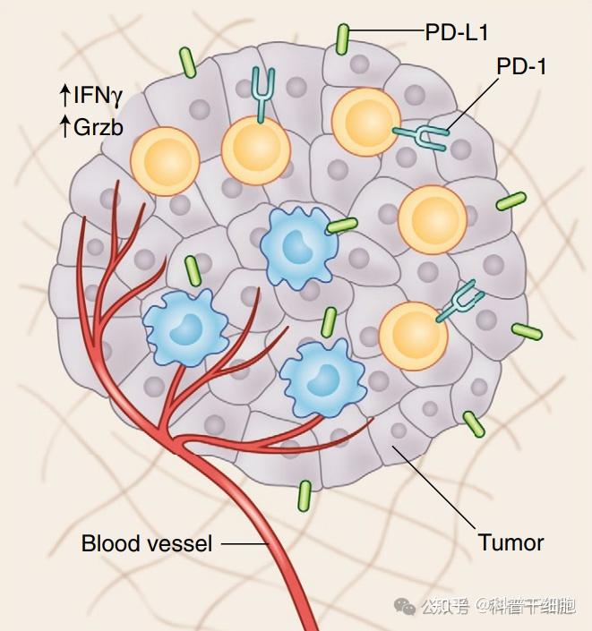 抗癌免疫细胞疗法：DC、CIK、NK、TIL、γδT... 有何不同？ - 知乎