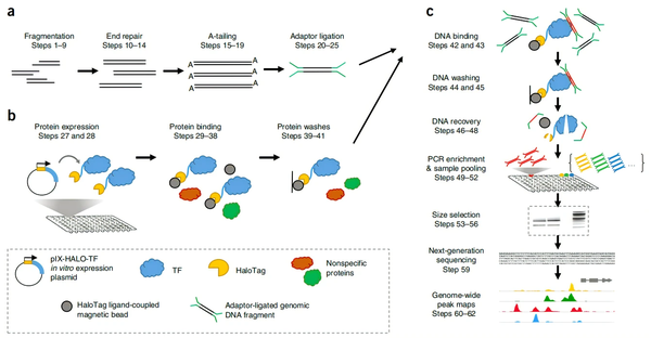 [纯干货收藏]一文搞懂DAP-seq技术实验流程和原理 - 知乎