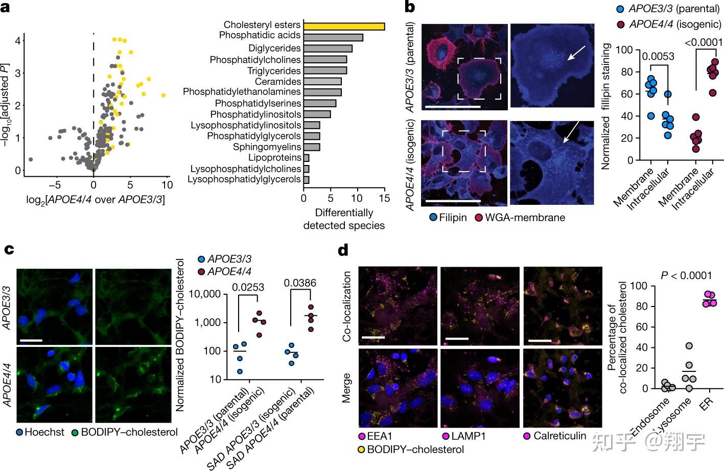 Nature 文章:APOE4通过少突胶质细胞胆固醇失调损害髓鞘形成 - 知乎